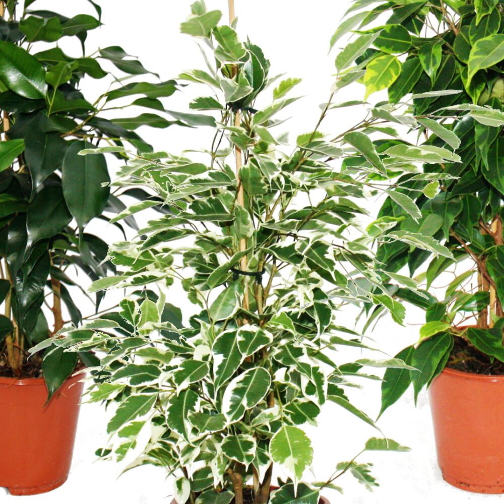 Ficus - Figuier de Barbarie