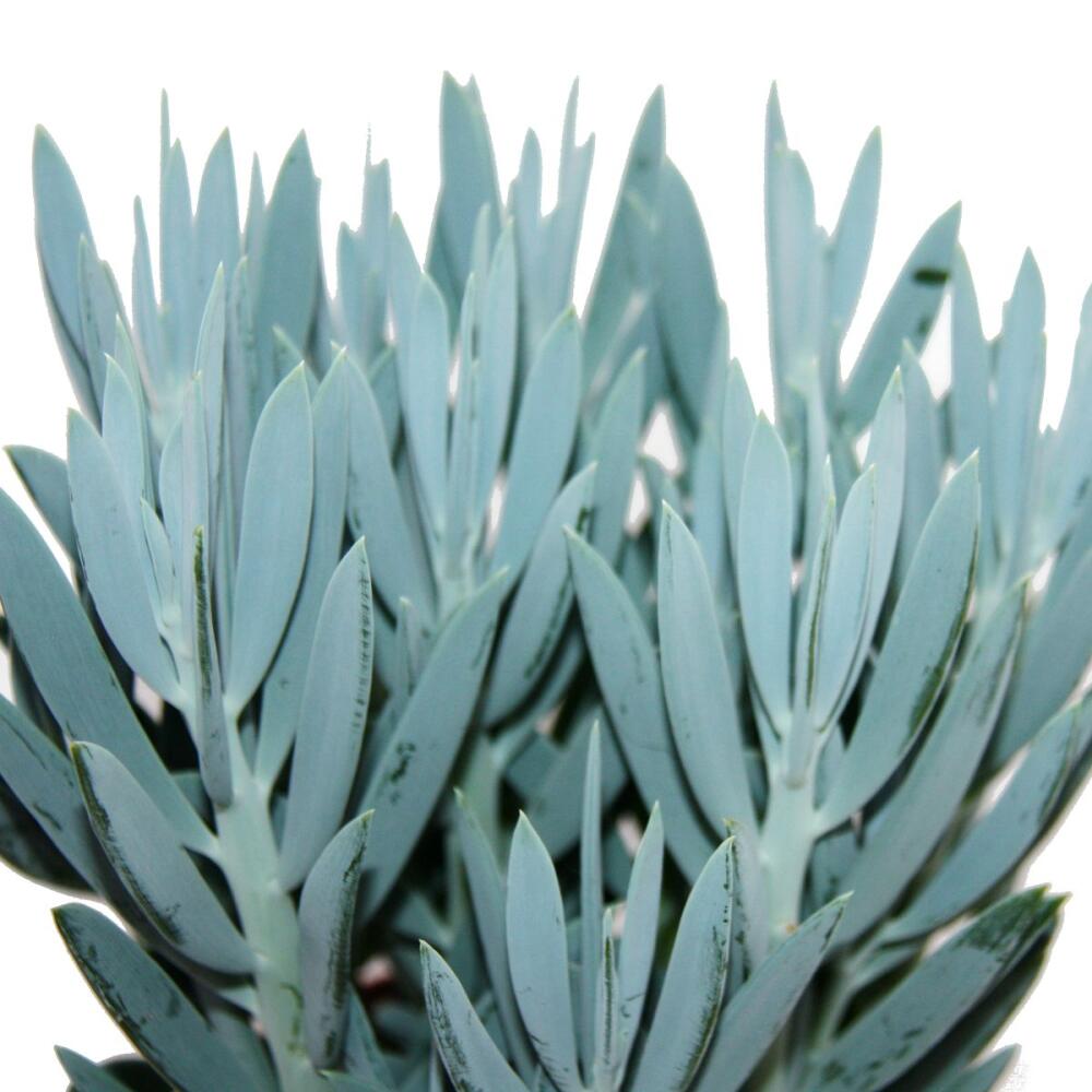 Senecio Aquarine Bluten