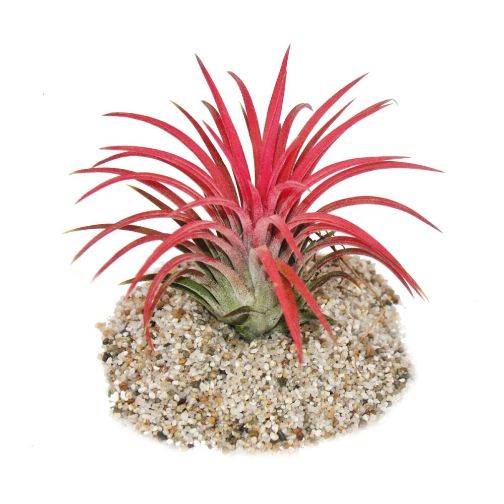 Tillandsia ionantha Fire - intense red color