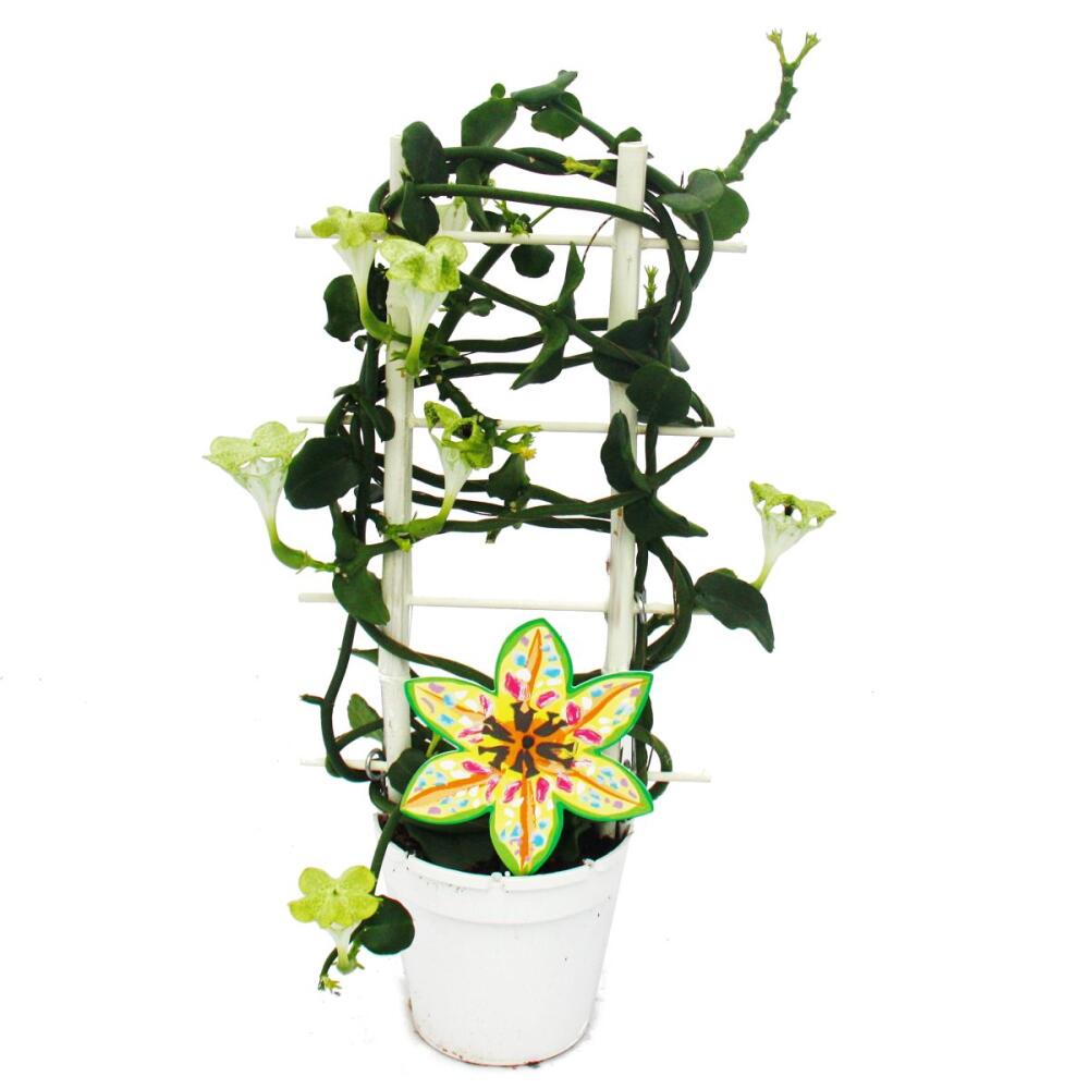 Climbing chandelier flowers - Ceropegia sandersonii - 12cm pot