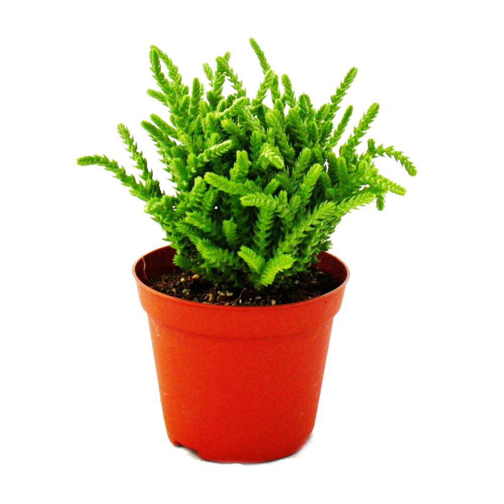 Sukkulente - Crassula lycopodioides - Mäuseschwanz - im 8,5cm Topf