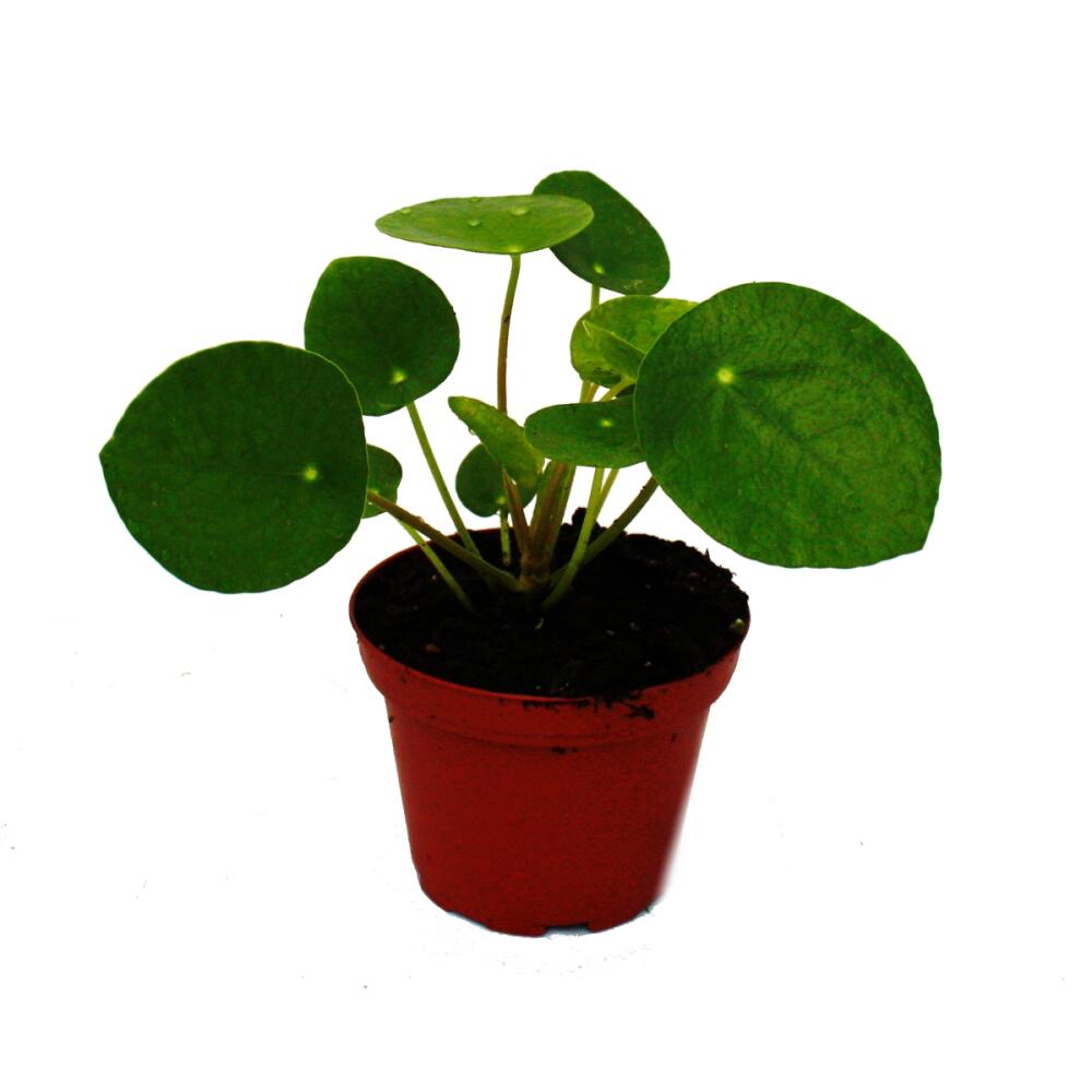 Pilea peperomioides - Glückstaler - Chinesischer Geldbaum - Bauchnabe