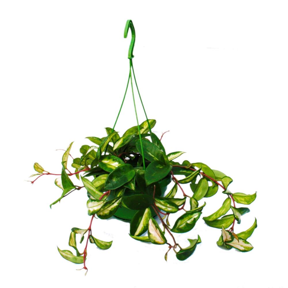 House plant to hang - Hoya carnosa rubra - Porcelain flower - Wax flo