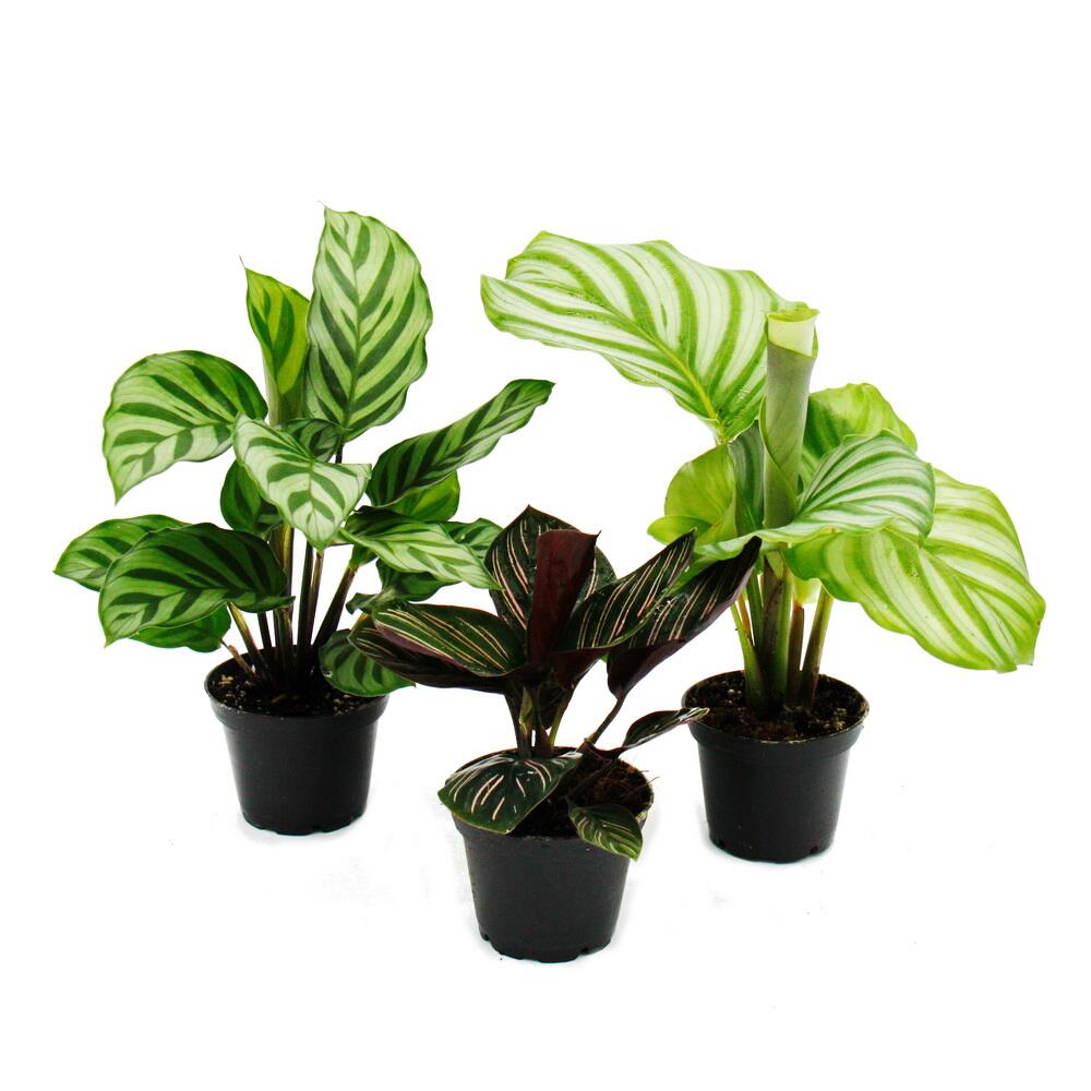 Shadow plants set of 3 - with unusual leaf pattern - Calathea - 9cm p