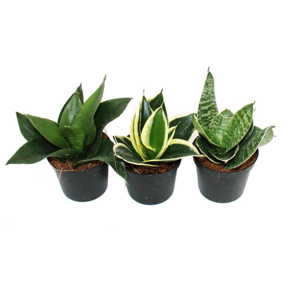 Sansevieria trifaciata hahnii - 3 versch. Pflanzen im 9cm Topf - Boge