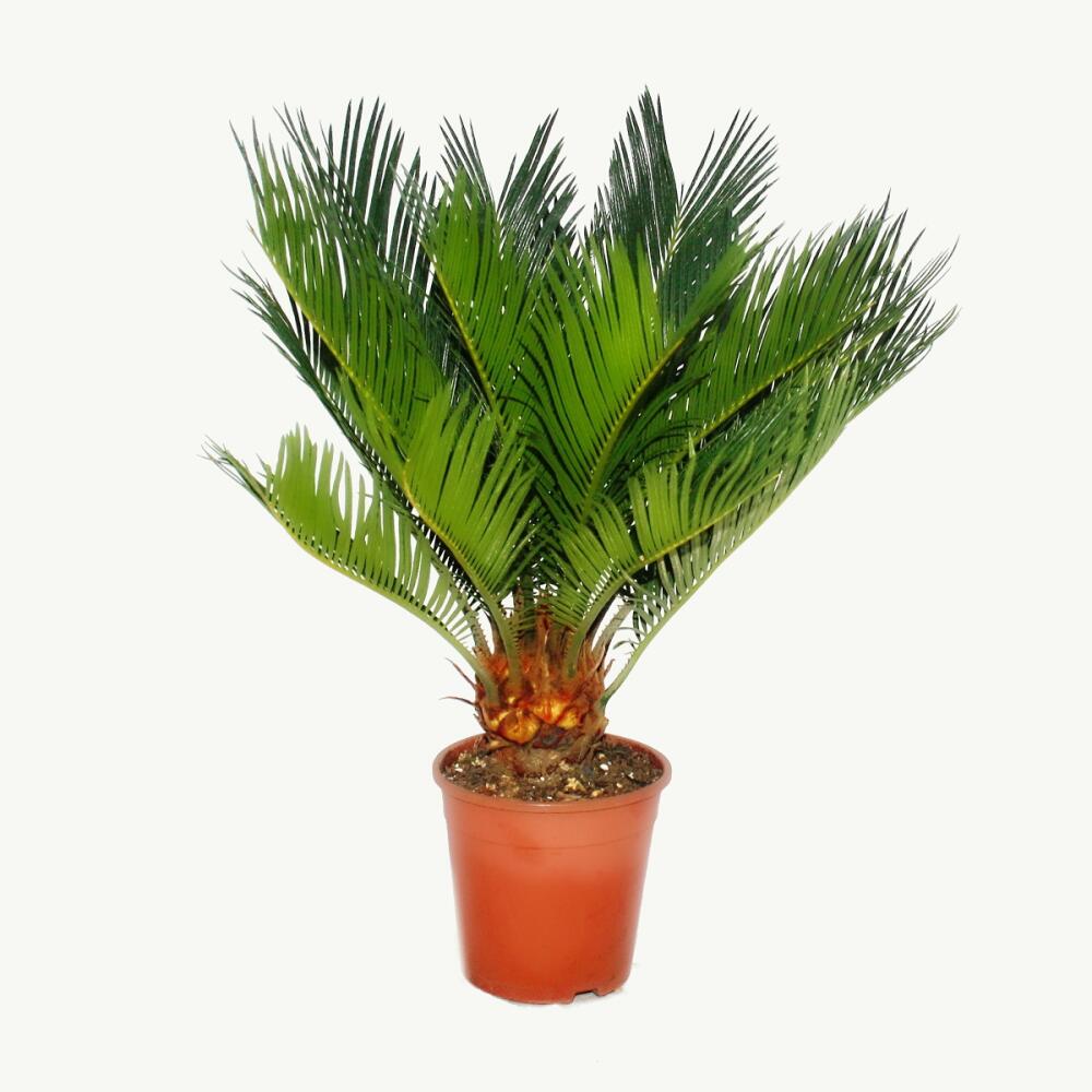 Cycas revoluta - Japanischer Palmfarn mit Knolle - 12cm Topf