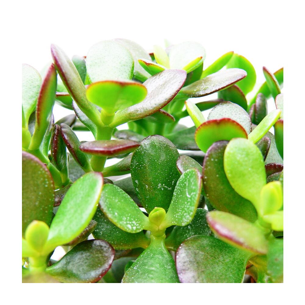 Crassula portulacea minor - Money tree - Penny Tree - 12cm pot