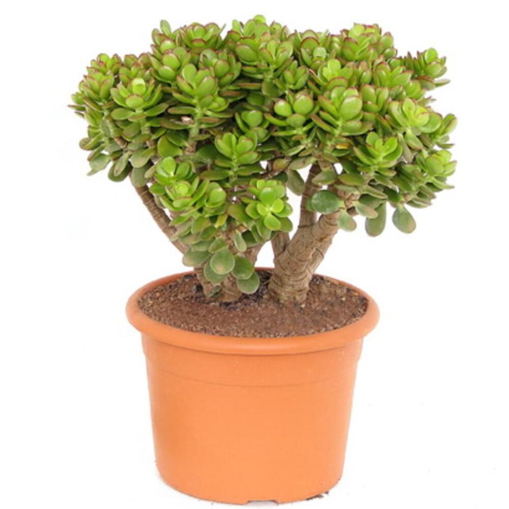 Crassula portulacea minor - Pfennigbaum - Solitär Pflanze - 20cm