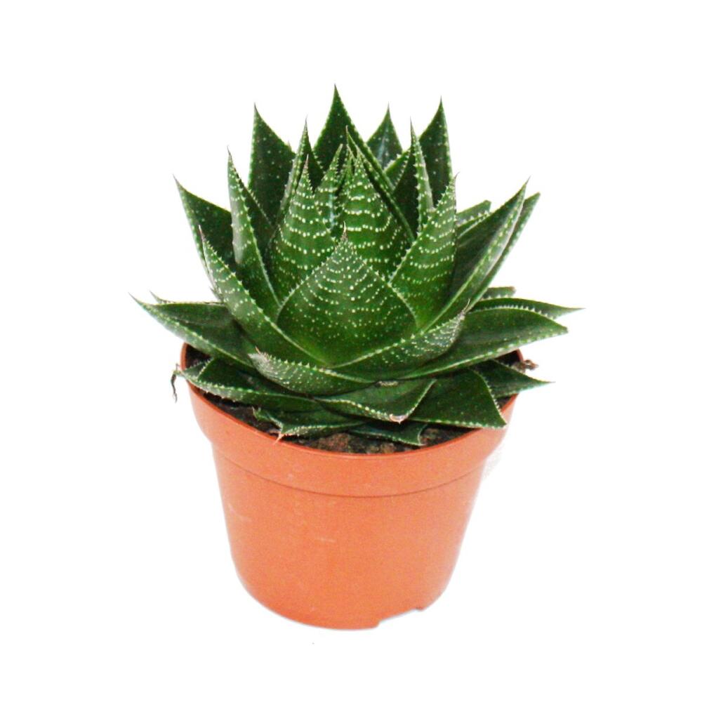 Aloe "Cosmo" - kugelförmige Aloe - 12cm Topf - sukkulente Zimmerpflan