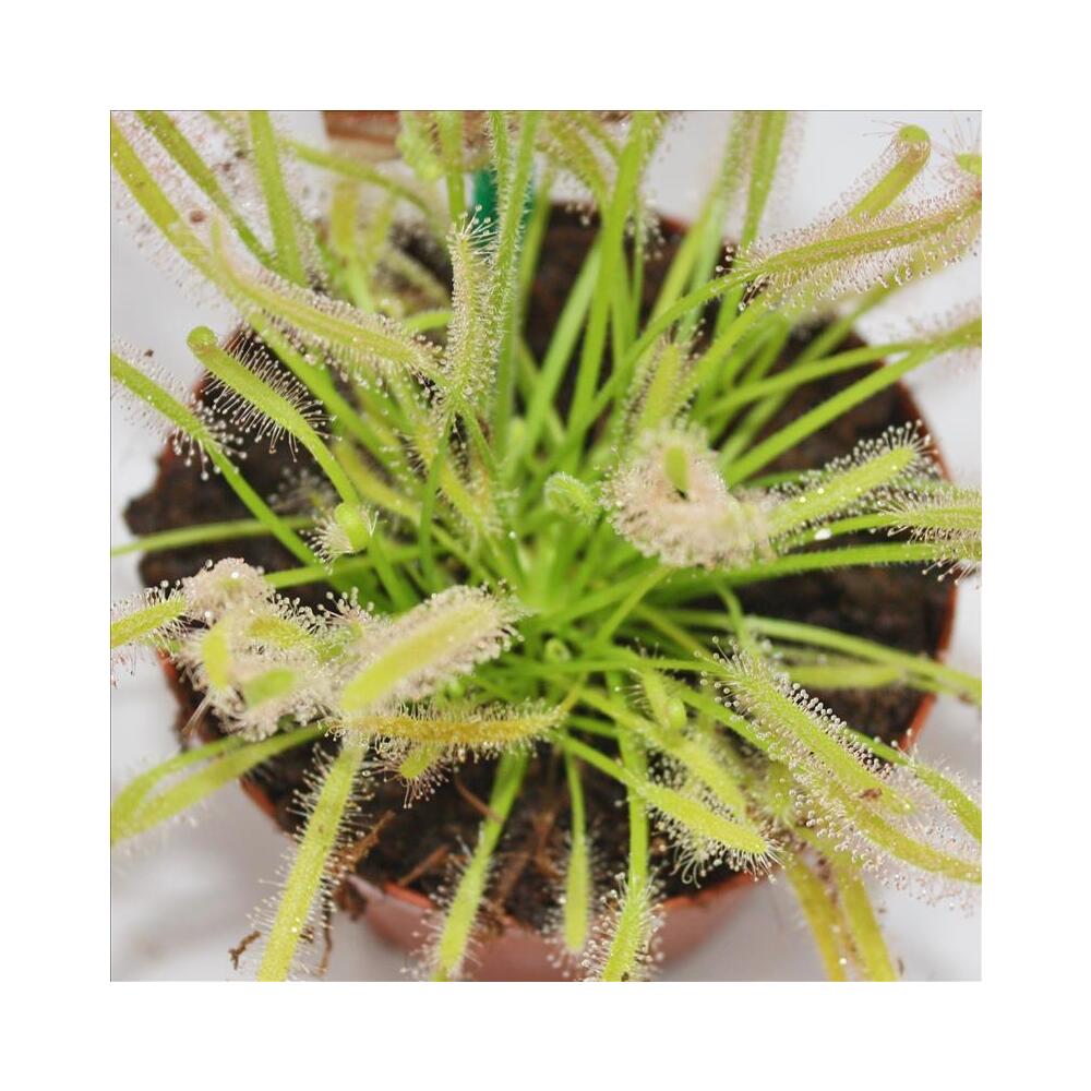 Cape Sundew - Drosera capensis - 9cm