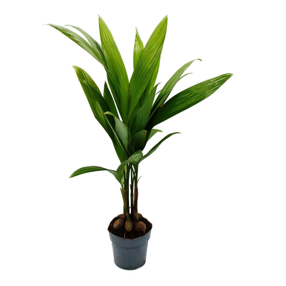 Betel Nut Palm