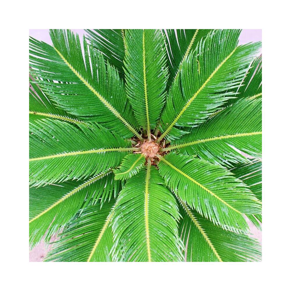 Cycas revoluta - Japanischer Palmfarn im 28cm Topf