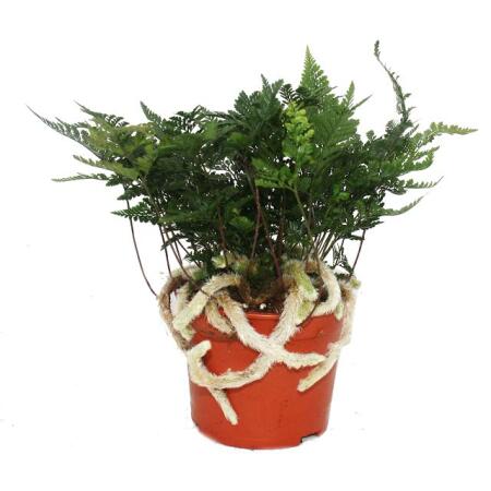 Tarantula fern, bird spider fern, spider fern, Humata tyermannii, Dav