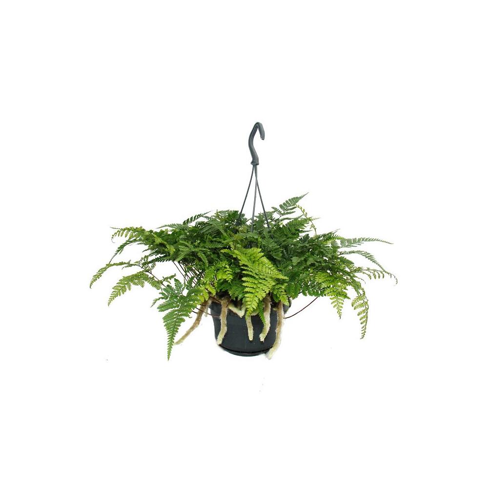 Tarantula fern, bird spider fern, spider fern, Humata tyermannii, Dav