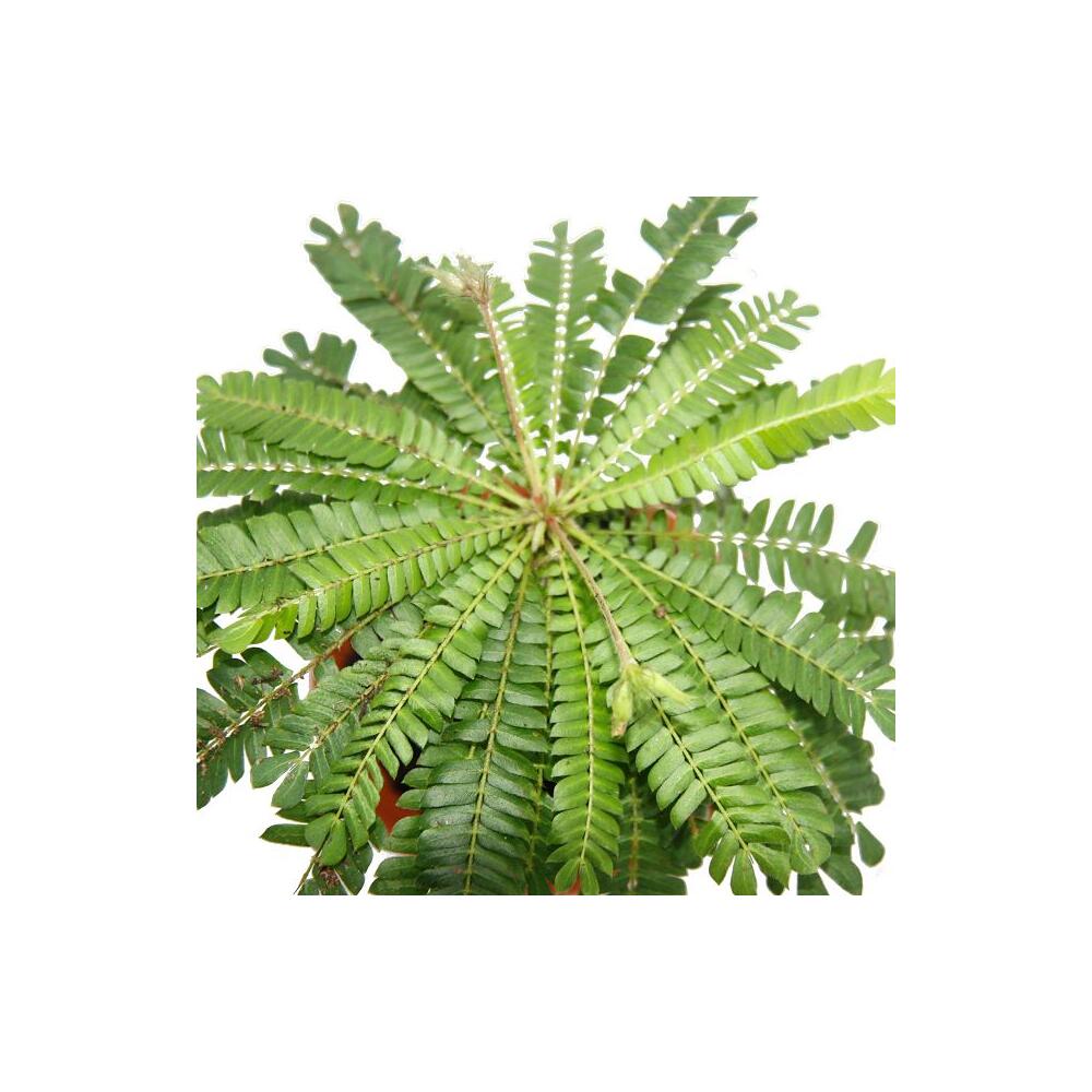 Biophytum sensitivum - Südseepalme - 9cm Tontopf - Die Pflanze die si